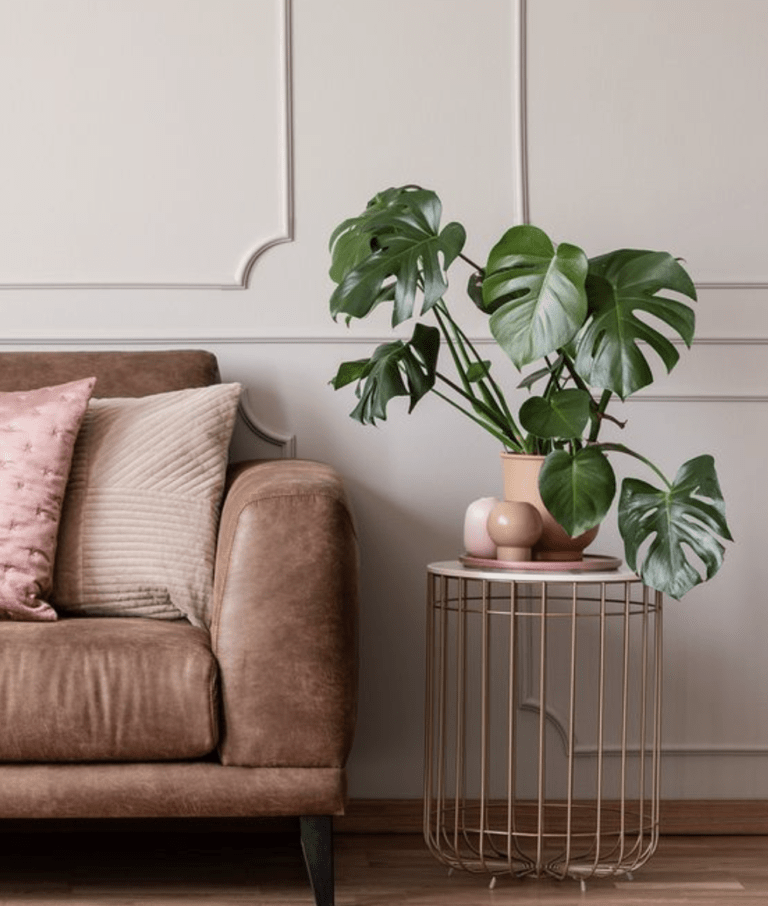 Monstera Enana | Bolaverde Peru